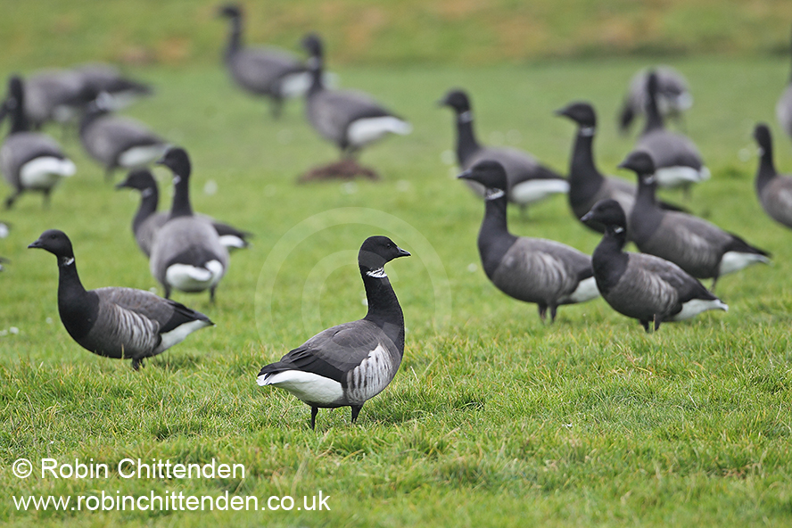 Wildlife Photography: Hybrid Black Brant (Branta nigricans) Dark ...