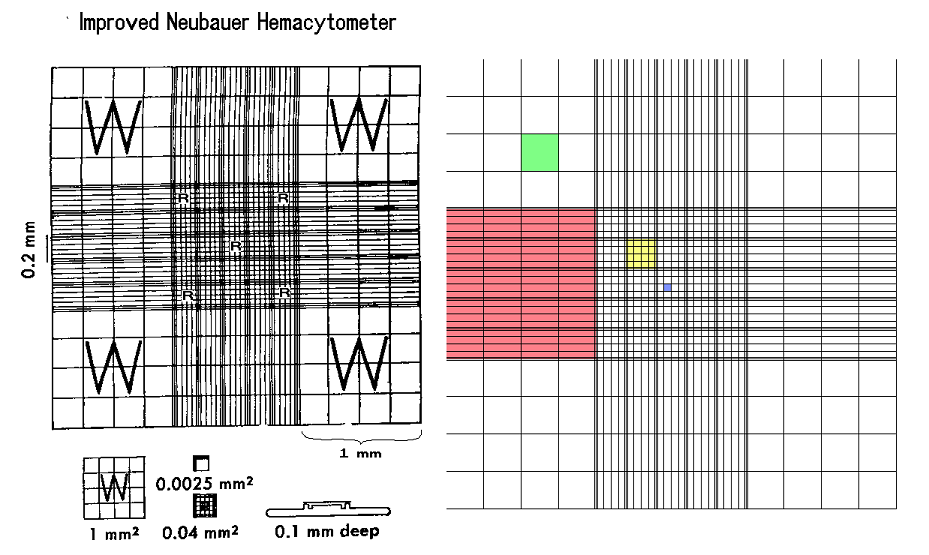 Rajagopalan Prabhu: Hemacytometer Cell Counting Logic- by Prabhu (M ...