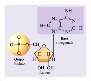 Ruta metabolica de los acidos nucleotidos y el ADN: nucleotidos