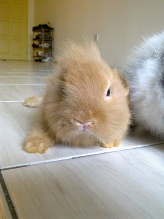 Bouncing Bunnies Rabbitry: Dwarf Angora For Sale