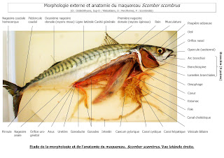 Le Blog de M.Colin: Chronique de dissection : Le maquereau