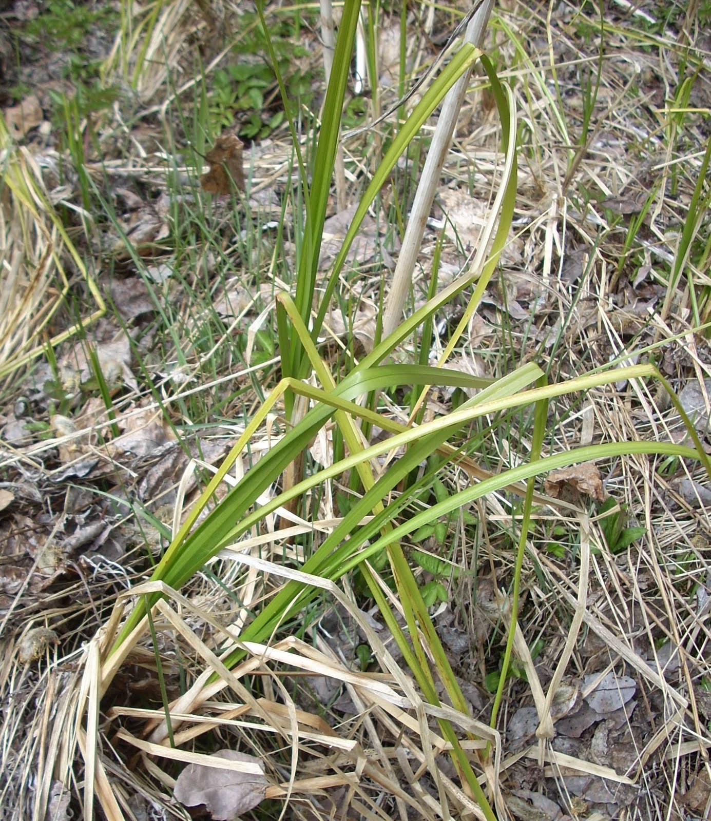 Liz-Anna's Studio: Collecting More Plants for Paper