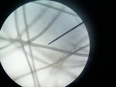 Forensics: Techniques of Identification of Hair/Fiber: Lab