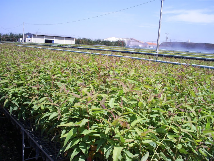Sementes com tecnologia e alto vigor: Inuíba ou Sapucaiú (Lecythis lurida)