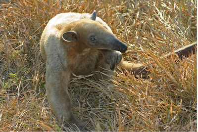 Articles: Article: Anteaters