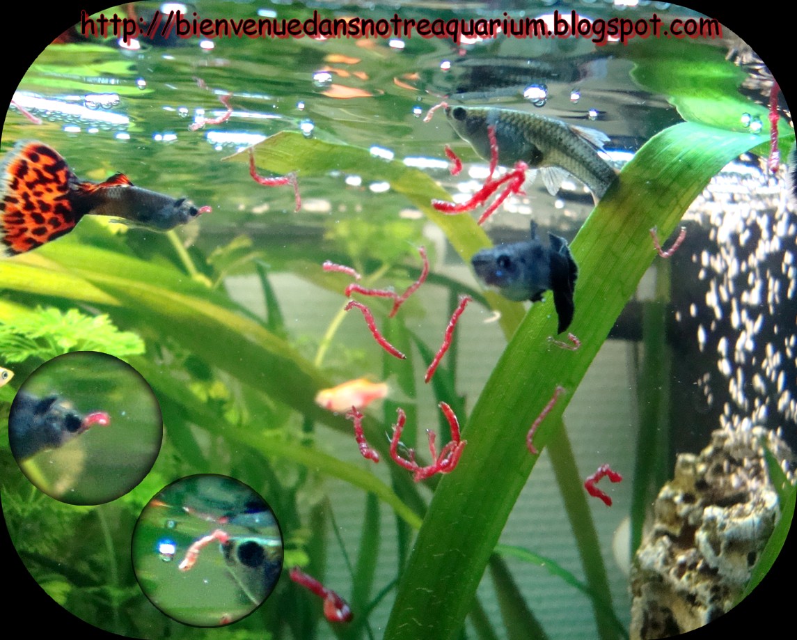 Bienvenue dans notre aquarium!: Vers de vase rouges surgelés ... la ...