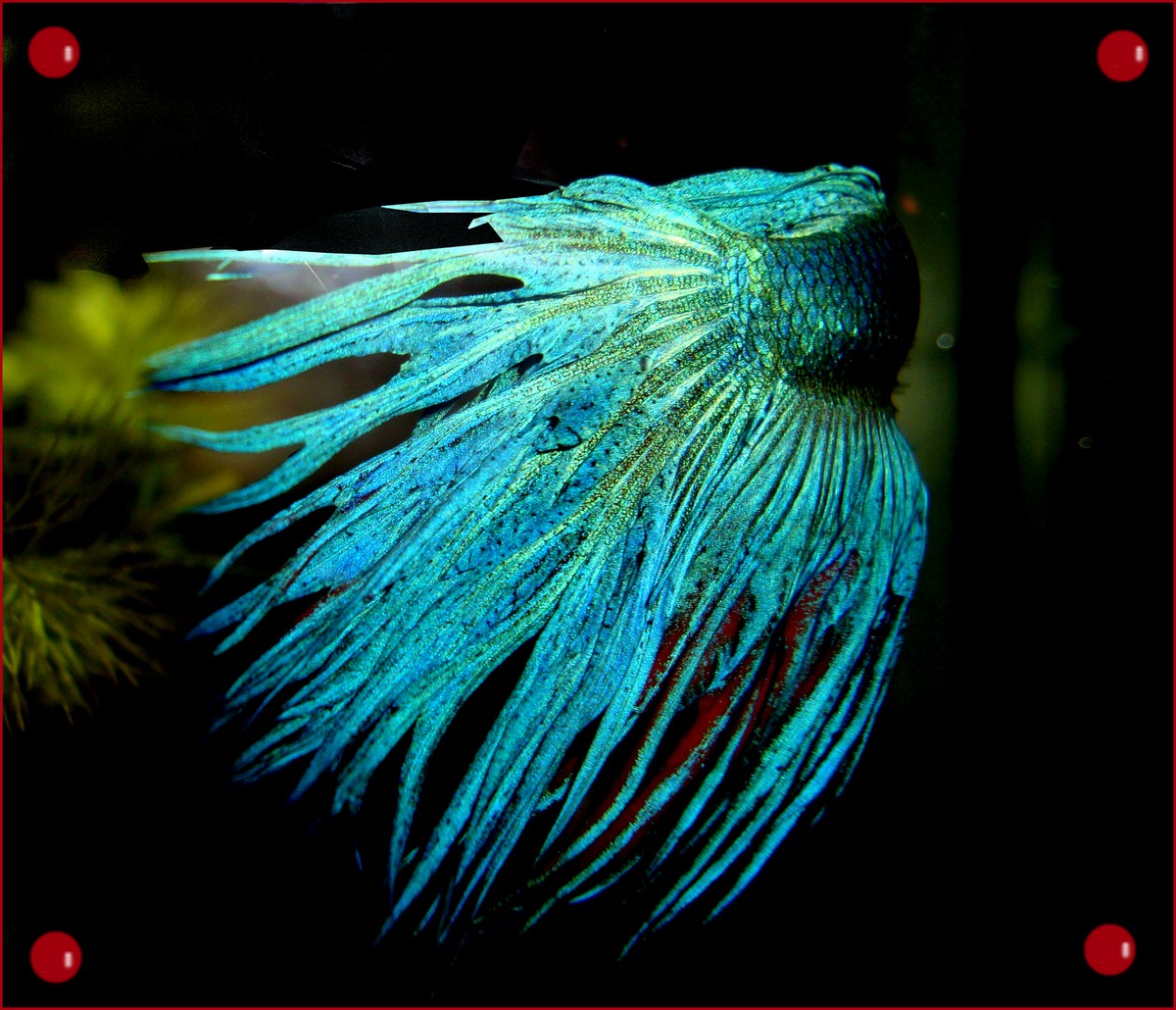 Bienvenue dans notre aquarium!: "Bluedream" superbe betta splendens ...