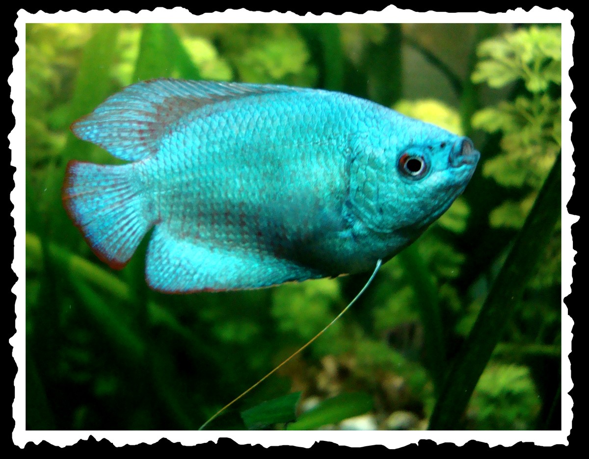 Bienvenue dans notre aquarium!: Le Colisa lalia (bleu) et sa reproduction!