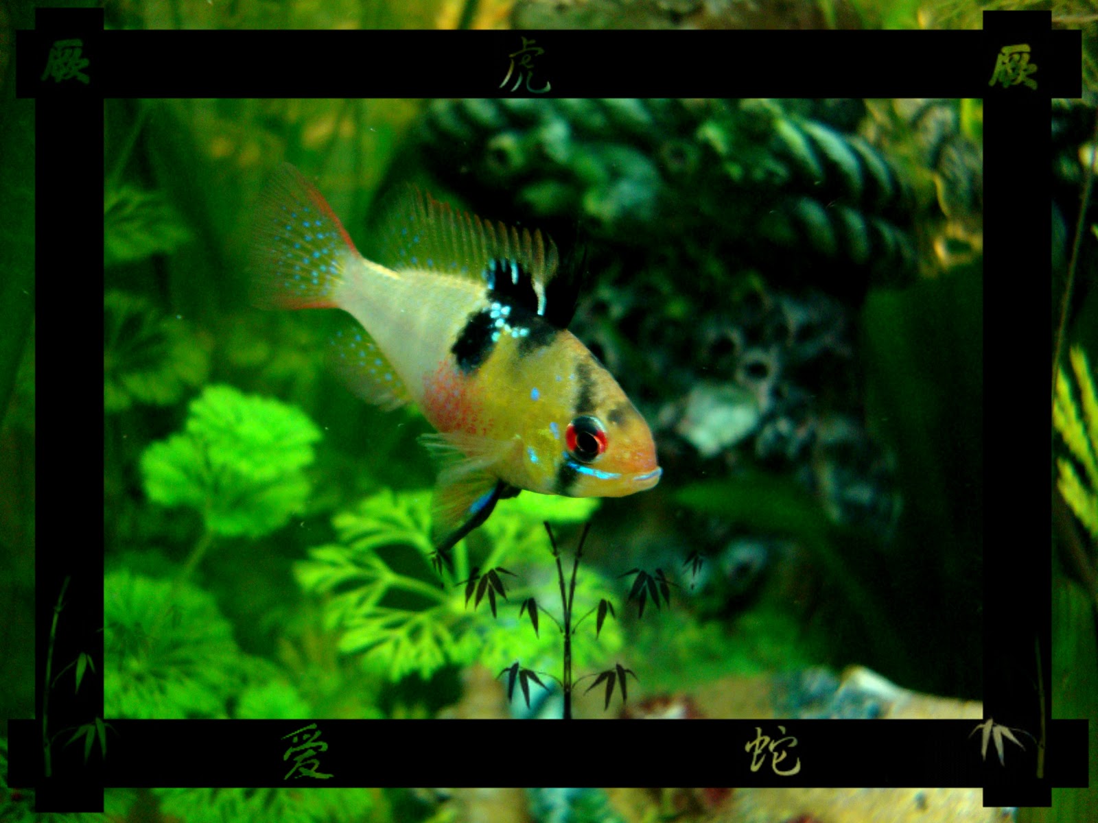 Bienvenue dans notre aquarium!: Le Ramirezi et sa reproduction