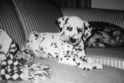 Barkley Bad Dog: life with a quirky Dalmatian. | The V Spot