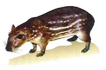 RECETAS RICAS DE LA SELVA UCAYALINA (PERÚ): MAJAS AL HORNO