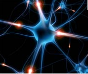 Neurons that fire together, wire together