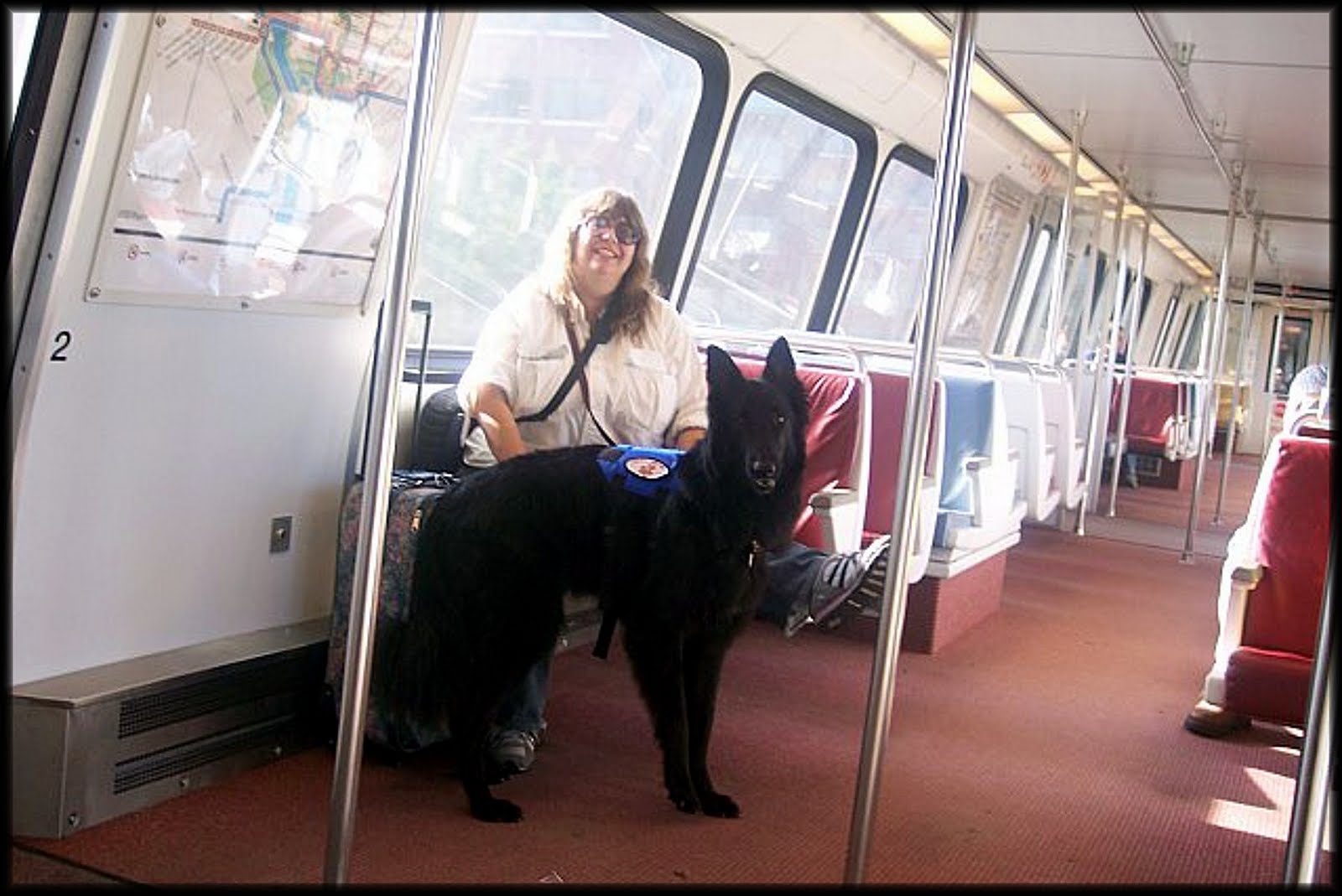 My Border Collie, Rowena: Trials & Tribulations of a Psychiatric ...