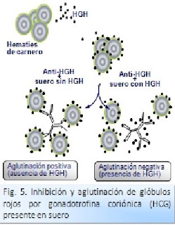 INMUNOHEMATOLOGIA : TECNICAS INMUNOLOGICAS