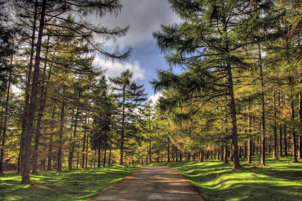 Alerce - Fitsroya cupressoides | Bosqueja ::: Proyecta el bosque