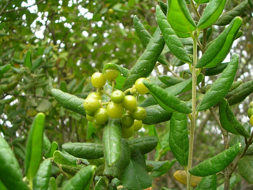 Boldo - Peumus boldus | Bosqueja ::: Proyecta el bosque