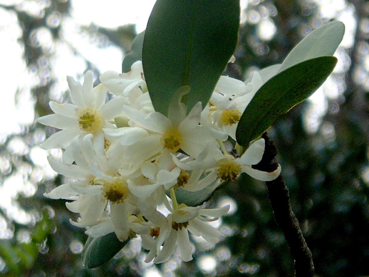 Canelo - Drimys winteri | Bosqueja ::: Proyecta el bosque