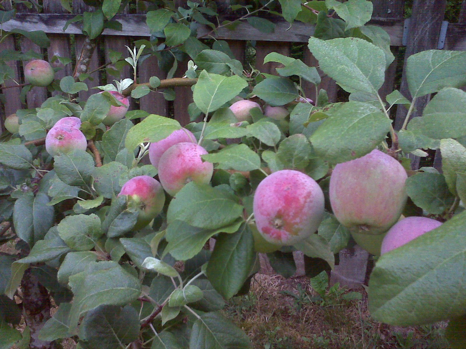 The Slow Life: Semi-Dwarf Liberty Apples