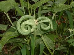 Jenn's Gardening Spot: Heirloom Vegetables...A must have in your Garden ...