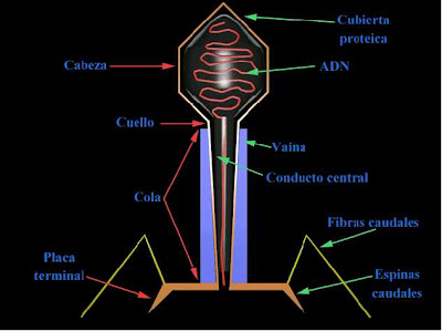 Biologia CB 28: Los virus.