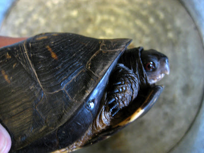 Life at Willow Manor: July 2009