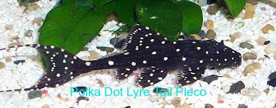 Everything About Aquariums: The Album of Fresh Water Fish (2) (Plecostomus)