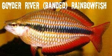 Everything About Aquariums: The Album of Fresh Water Fish (7)(Rainbowfish)