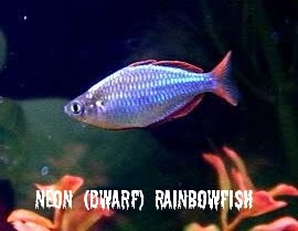 Everything About Aquariums: The Album of Fresh Water Fish (7)(Rainbowfish)