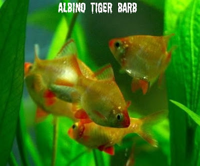 Everything About Aquariums: The Album of Fresh Water Fish (9)(Cyprinids ...