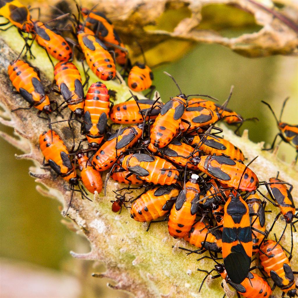Mike Wood Photography: True Bugs