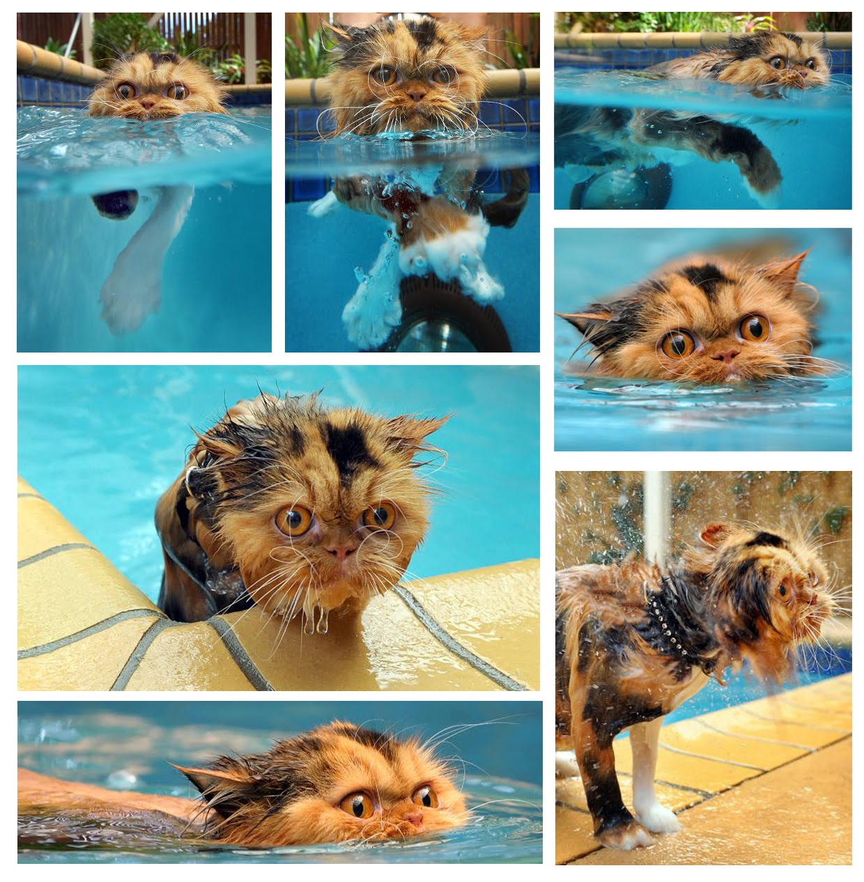 Adakah kucing boleh berenang? | My Dearcats DC