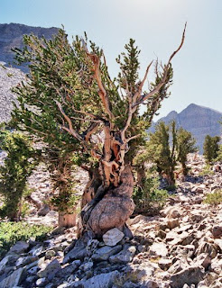 ต้นไม้ที่อายุยืนที่สุดในโลก (oldest tree in the world) | Dek-D.com