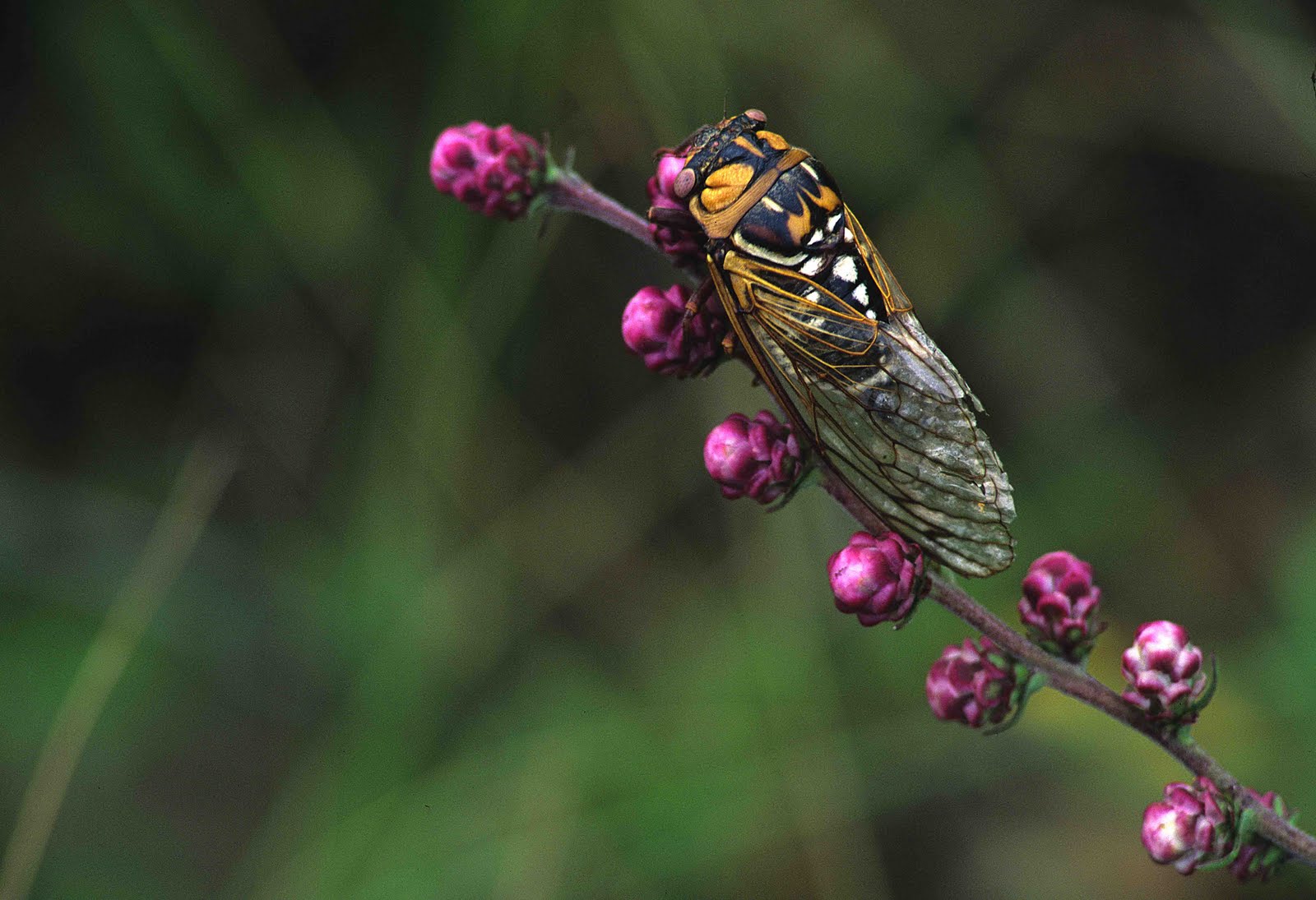 wowboom: ทำไม จักจั่น จึงร้องเพลง ( Cicadas sing a song )