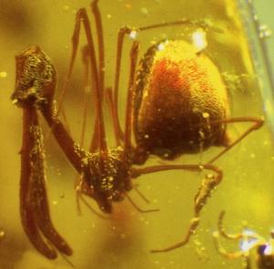 wowboom: แมงมุม มือสังหาร ( Assassin spider )