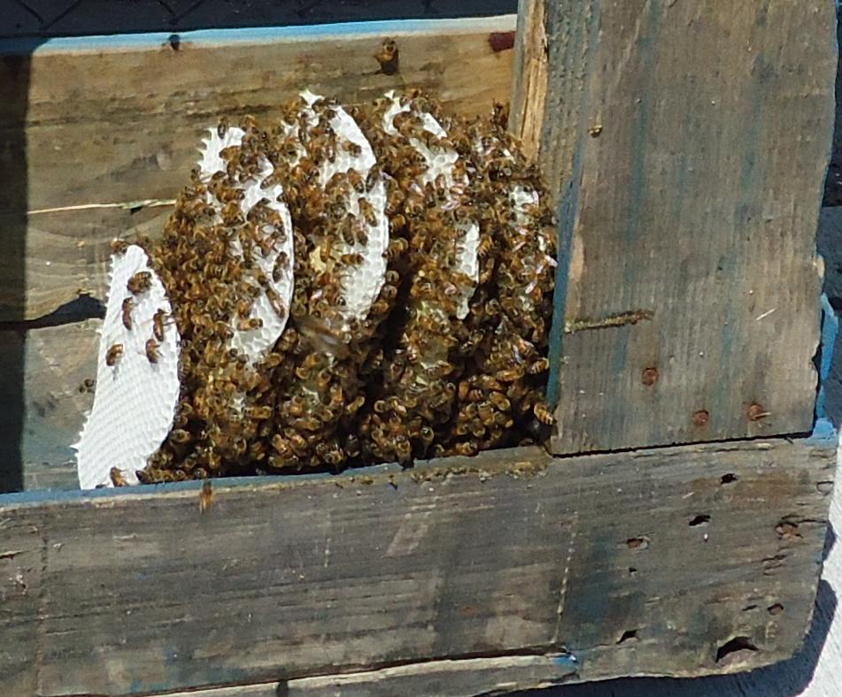 Backwards Beekeepers: Bees from a shipping pallet