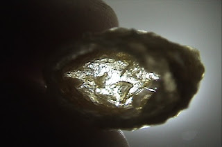 Fernando de La Rocque