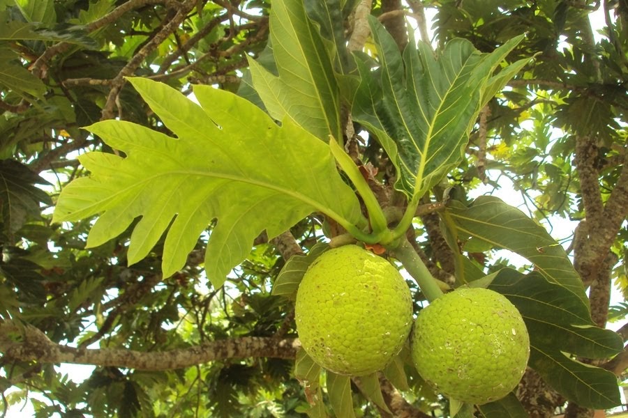Matt's Samoa Blog: Cultural Exploration 30: Breadfruit