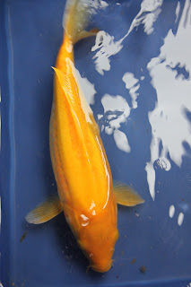 Biotropical Koi Fish Shop (Brunei): Amazing Kigoi