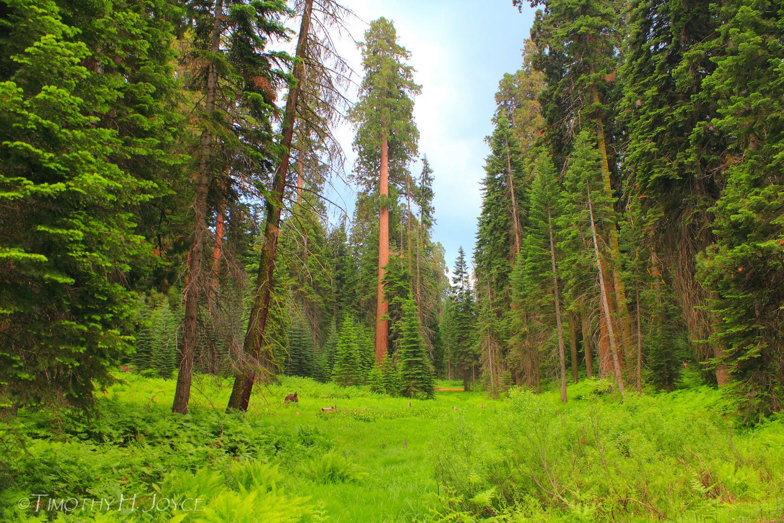 The Photographers Journal The Great Forest