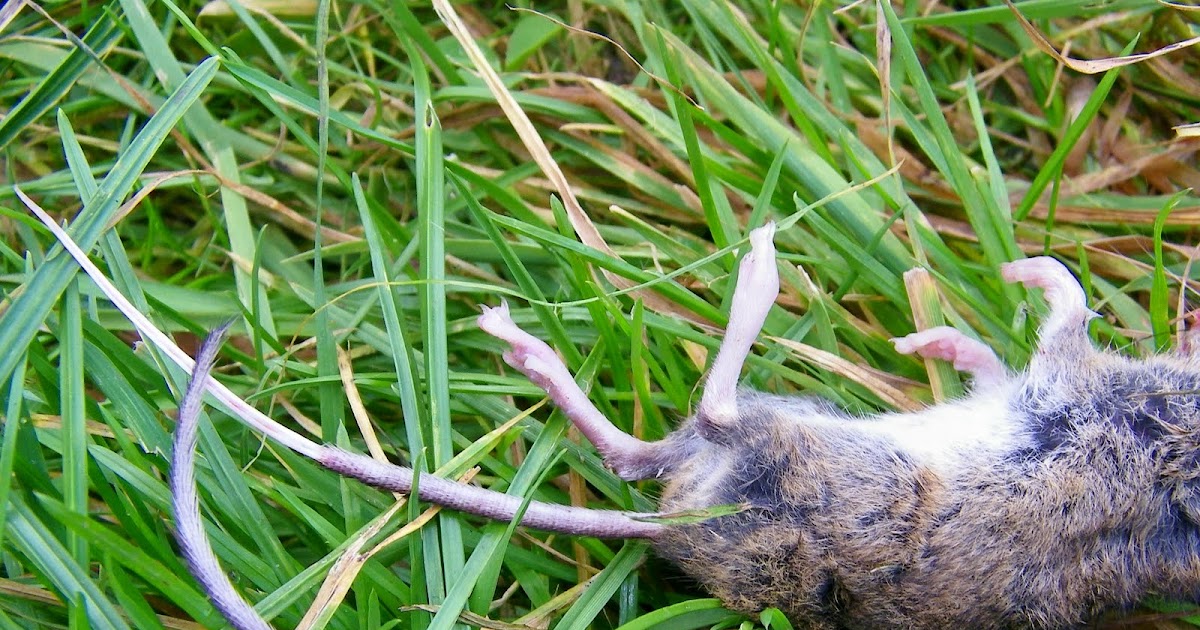 About a Brook: Never Pick Up a Wood Mouse by its Tail