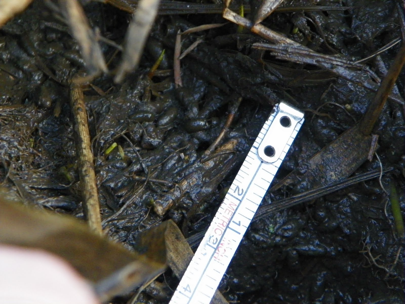 About a Brook: Field Voles 2011