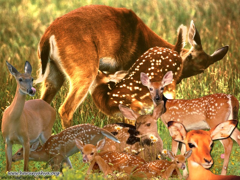 HEYVANLAR ALƏMİ...: CANLILARDALKI MÖHTƏŞƏM BİRLİK