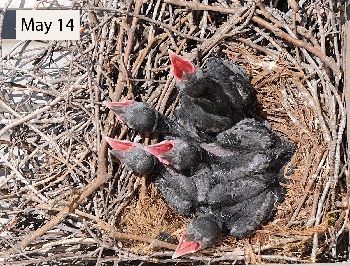 Northwest Nature Notes: A CROW FAMILY