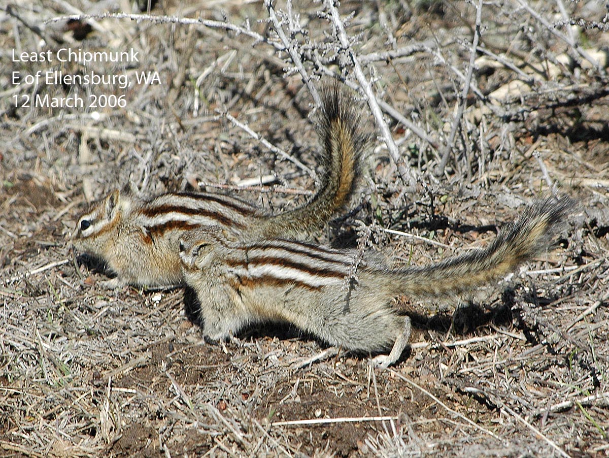 Northwest Nature Notes: WASHINGTON CHIPMUNKS