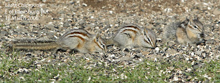 Northwest Nature Notes: WASHINGTON CHIPMUNKS
