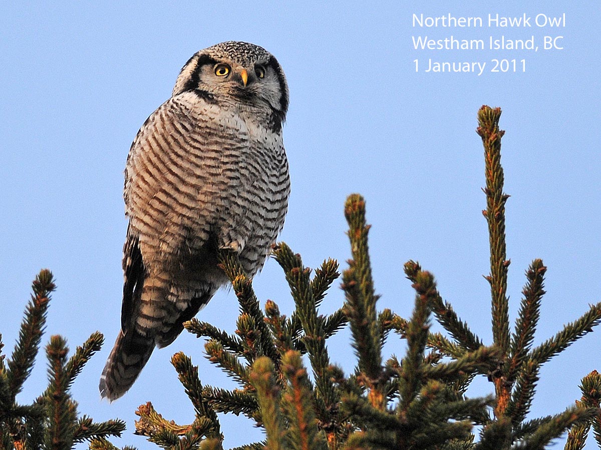 Northwest Nature Notes: THE HAWK OF THE OWLS