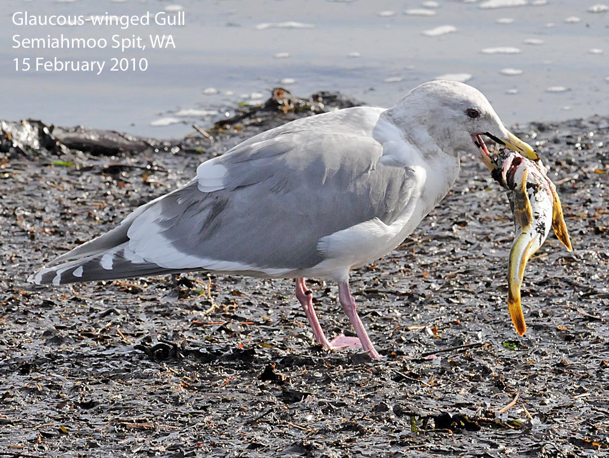 Northwest Nature Notes: THE COMMON SEAGULL