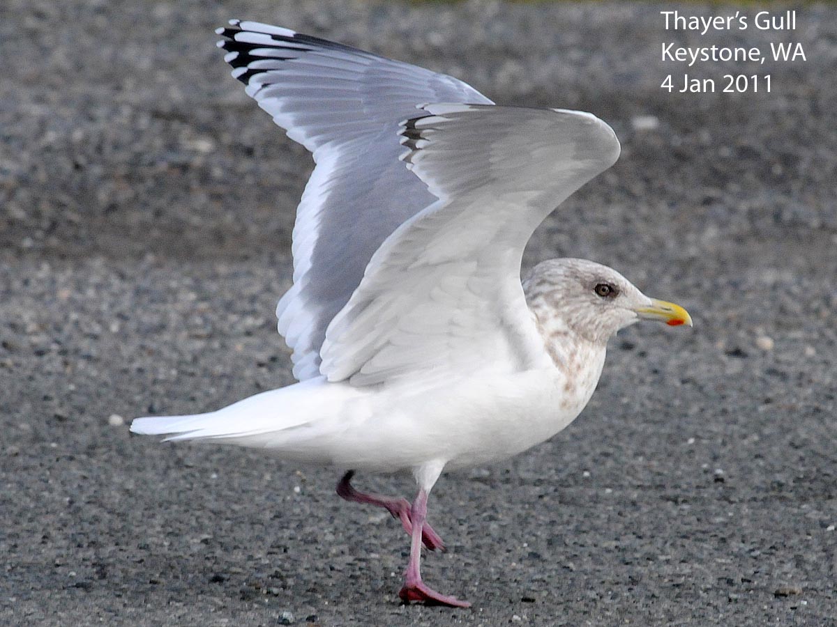 Northwest Nature Notes: THE GULLS OF PUGET SOUND