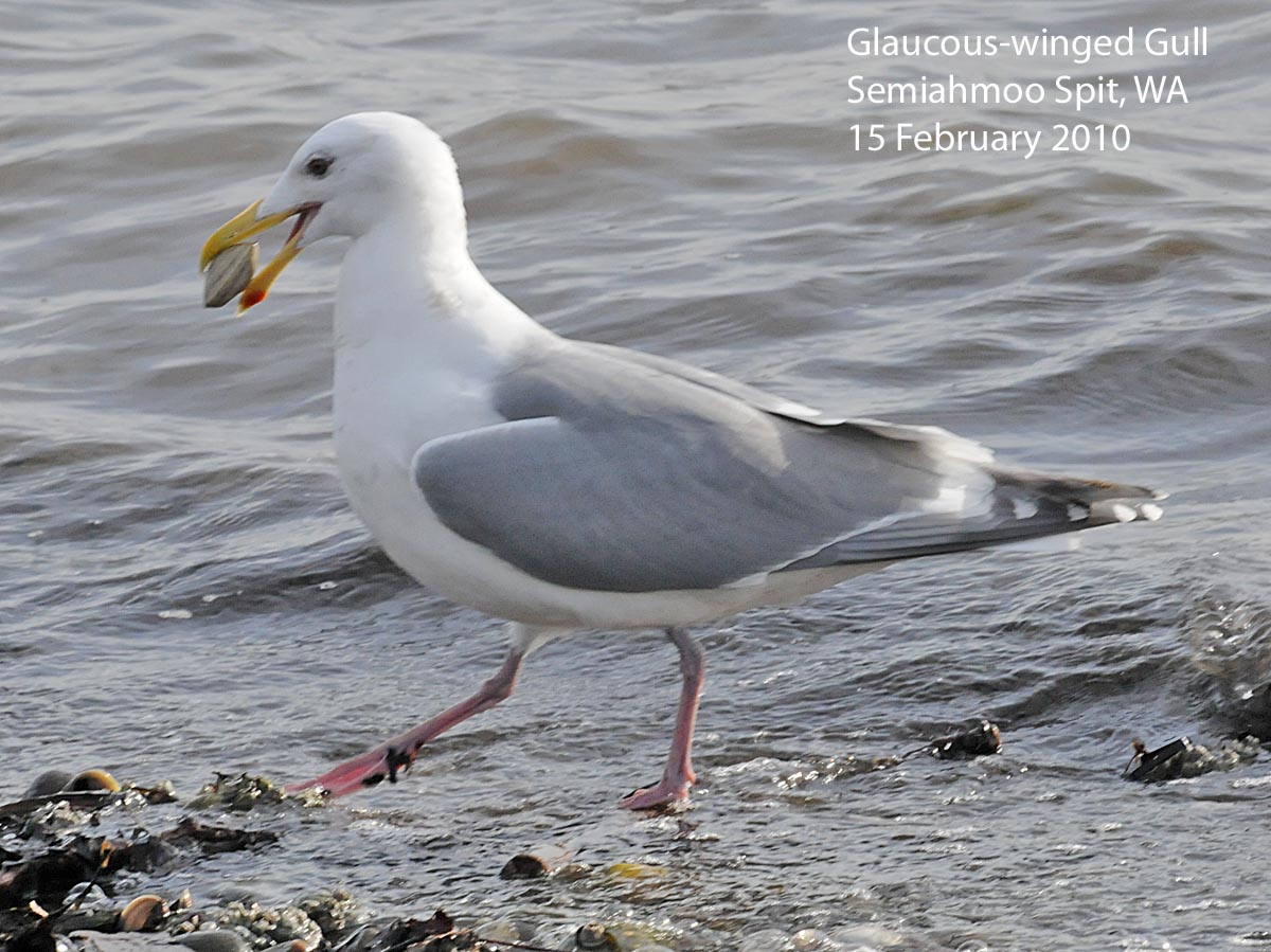 Northwest Nature Notes: THE GULLS OF PUGET SOUND