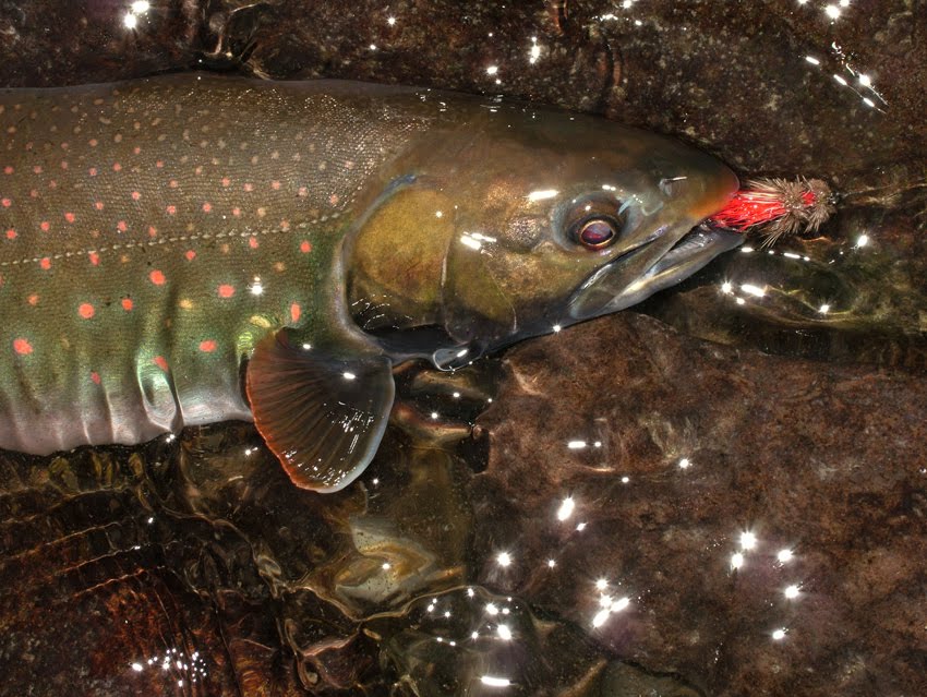 Chavanga Fish Blog: October 2010